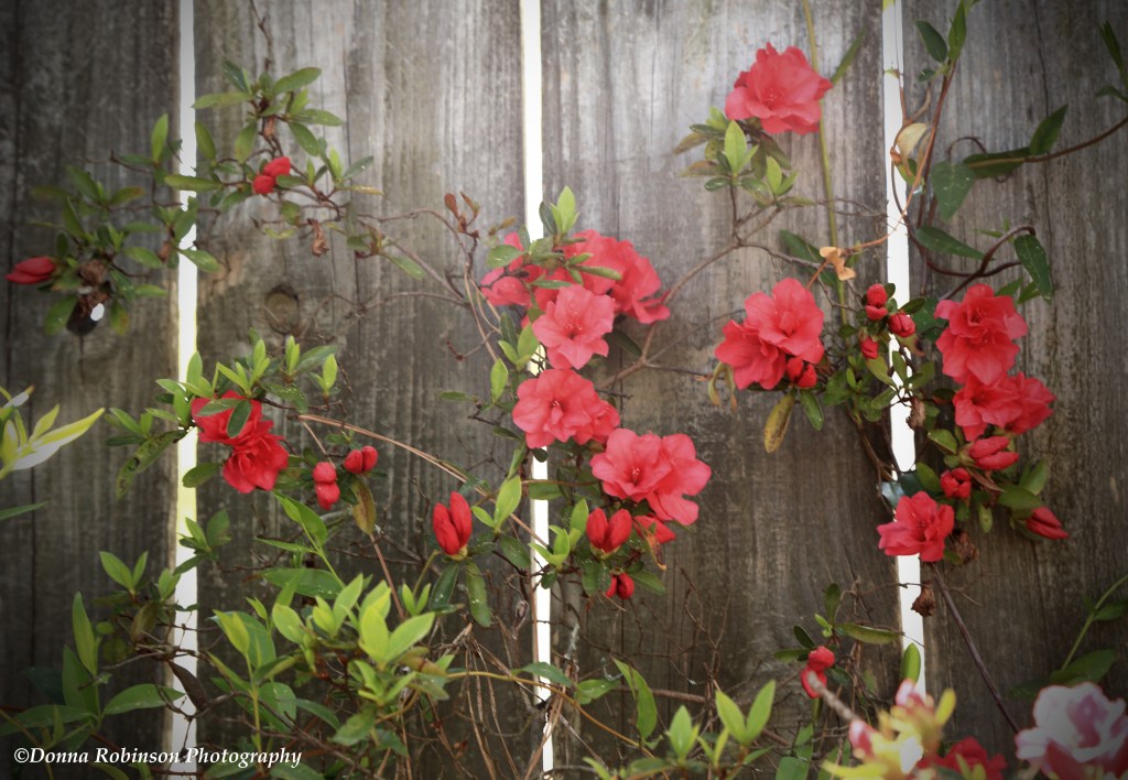 Dad’s Backyard | Donna Robinson Photography