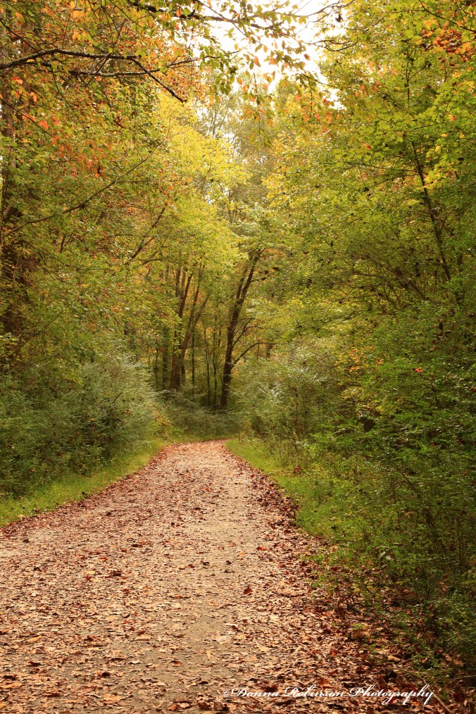 A Fall Walk in the Park | Donna Robinson Photography